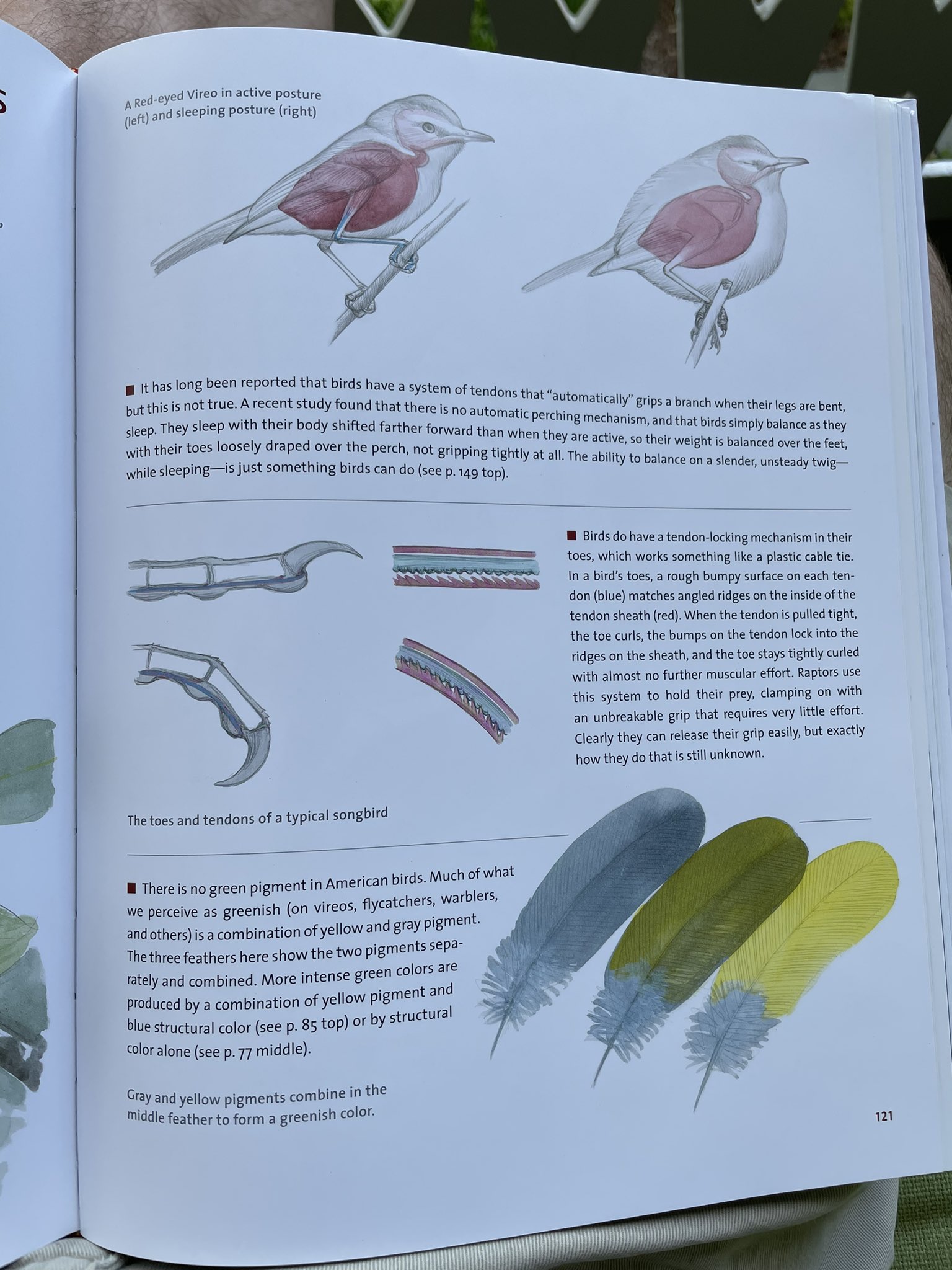 Engineering for Birds - High Earth Orbit